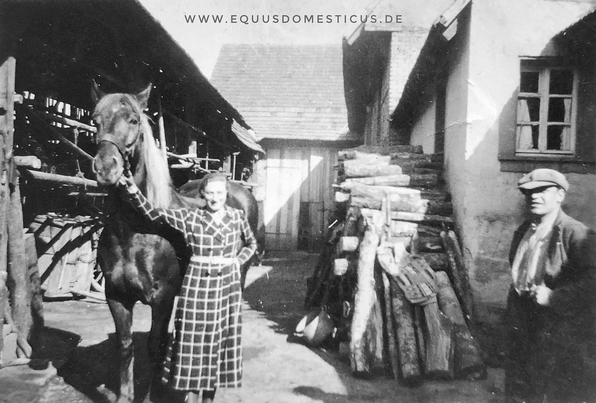 Das Pferd zwischen Ackergaul und Kindersatz - EQUUS DOMESTICUS